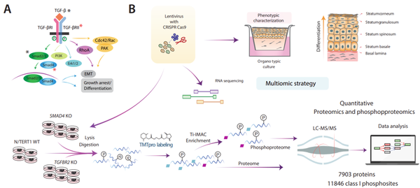 专家点评 Sci Signal︱叶子璐等通过定量磷酸化蛋白质组学揭示TGFβ信号通路的功能选择性 - 知乎