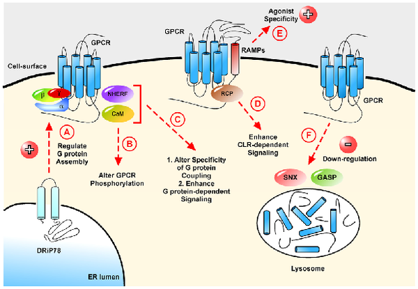 基于GPCR家族的抗体研发现状和展望 - 知乎