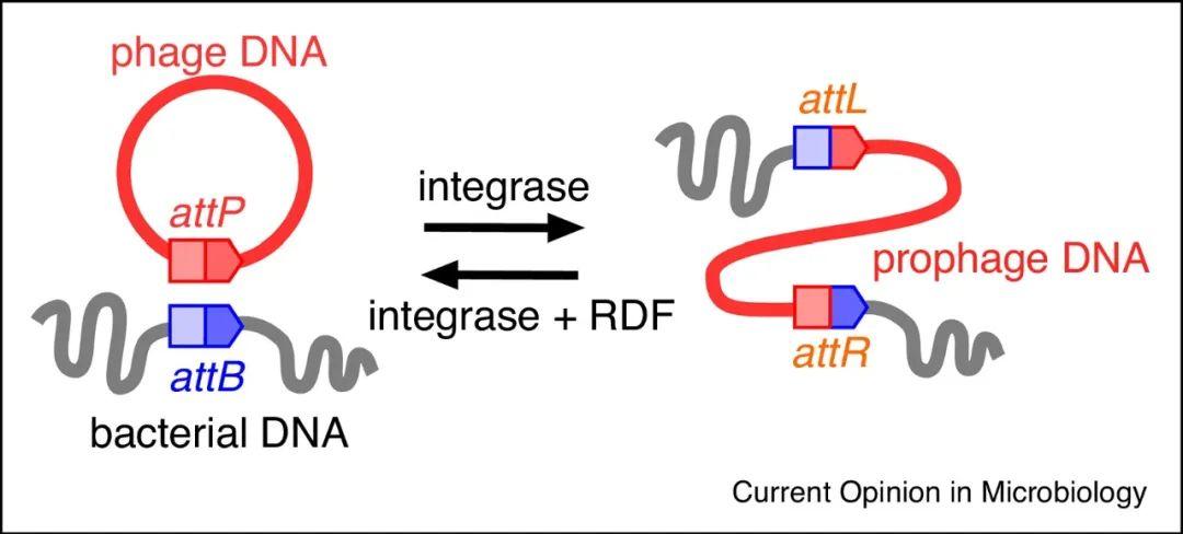 精准插入大段DNA，新一代基因编辑工具问世 - 知乎