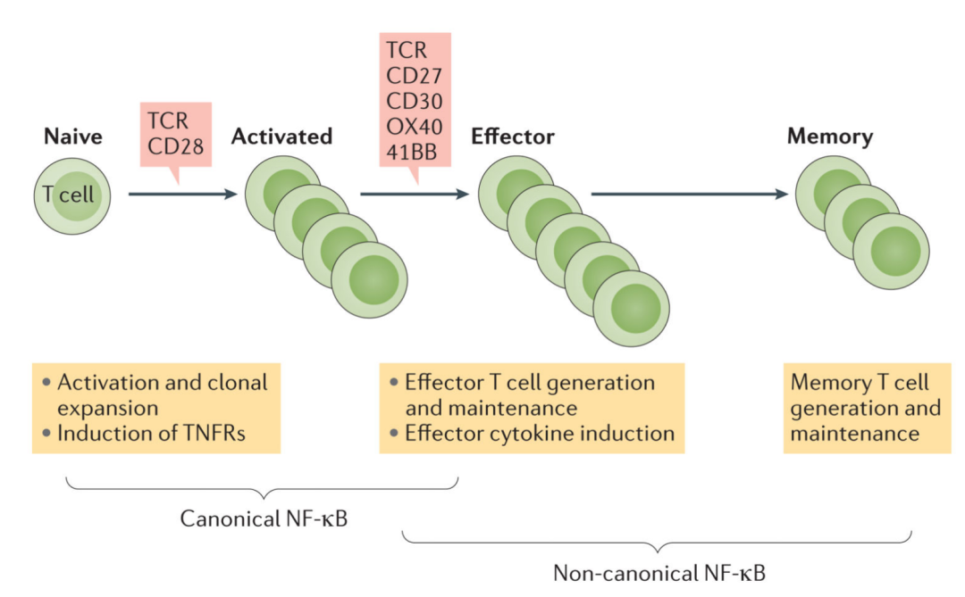 4-1BB促进CAR-T体内存活，Carl H. June解析内在机制 - 知乎