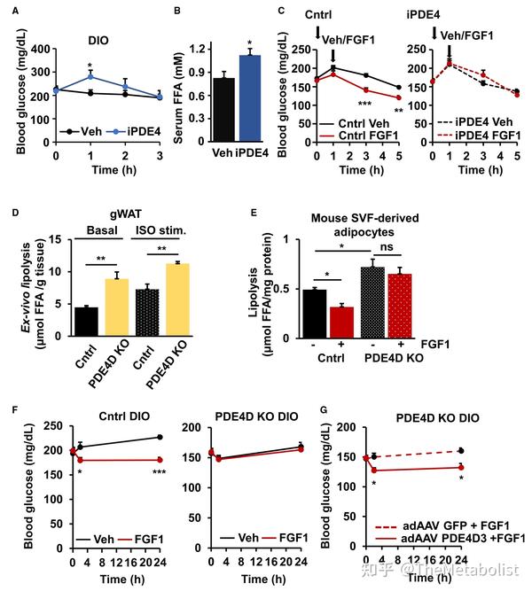 Cell Metabolism：FGF1破解胰岛素的“百年孤独” - 知乎