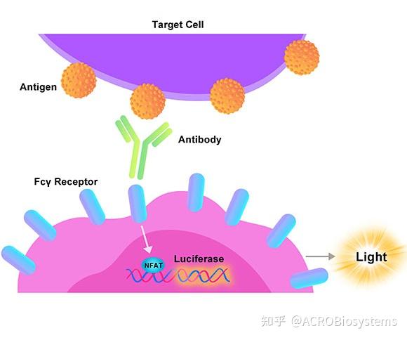 【全球首个】GLP-1R/GIPR/GCGR三激动剂项目启动Ⅲ期临床 - 知乎