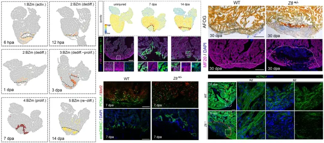 Nat. Commun | 首个斑马鱼心脏再生全过程高分辨率时空图谱！Stereo-seq助力揭示心脏再生核心事件 - 知乎