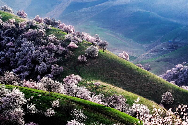 遇见最美的春天 伊犁吐尔根杏花沟赏花攻略 - 知乎