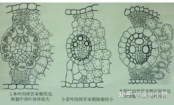 C4植物的C4途径 - 知乎