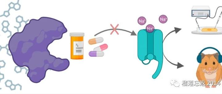 JCIM | 结合 QSAR 和 Docking 的虚拟筛选识别新型 hNaV1.2 抑制剂 - 知乎