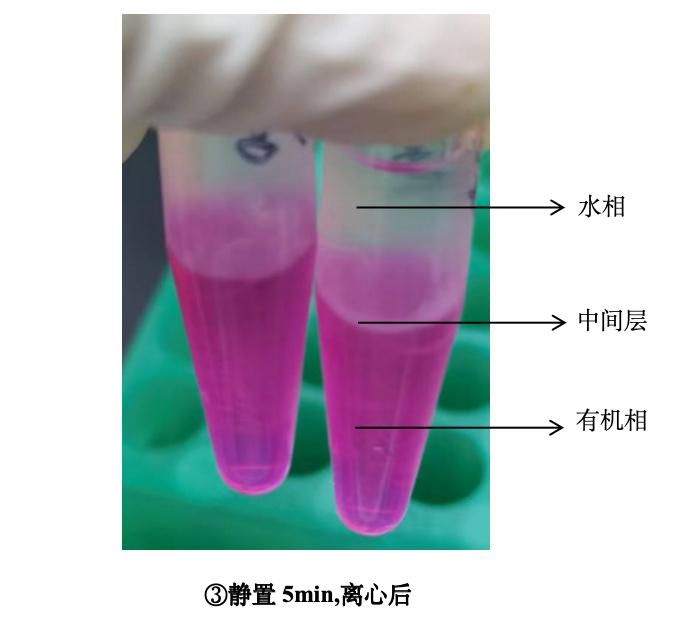 手把手教学——TRIzol提取细胞RNA的经验分享 - 知乎