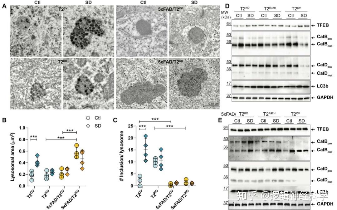 STM︱华盛顿大学科研团队发现睡眠不足促进小胶质活化和Aβ沉积依赖于TREM2 - 知乎