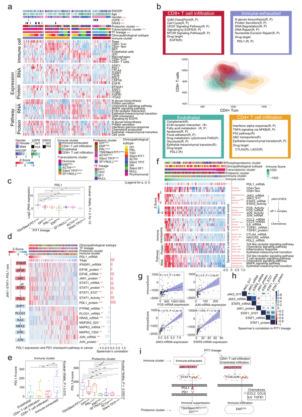 Cell Res | 复旦大学对垂体神经内分泌肿瘤主要组织学类型的整合蛋白基因组学表征 - 知乎
