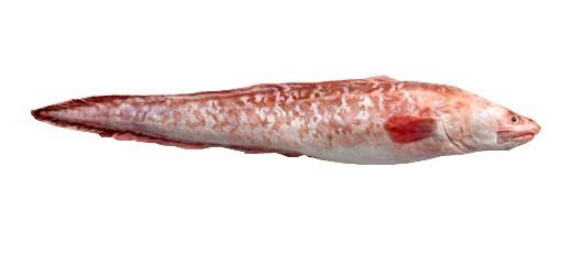 新西兰鳕鳘鱼胶 Ling Fish Maw 和冰岛鳕鱼胶 Cod Fish Maw的区别 - 知乎