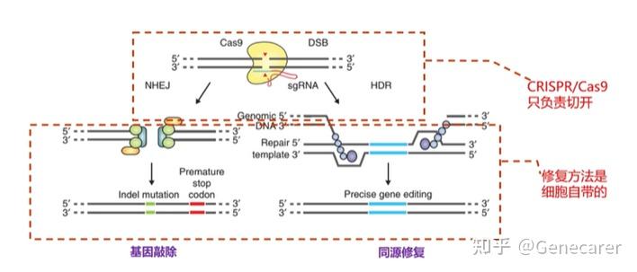 双靶点 sgRNA敲除如何PCR鉴定并举例 - 知乎