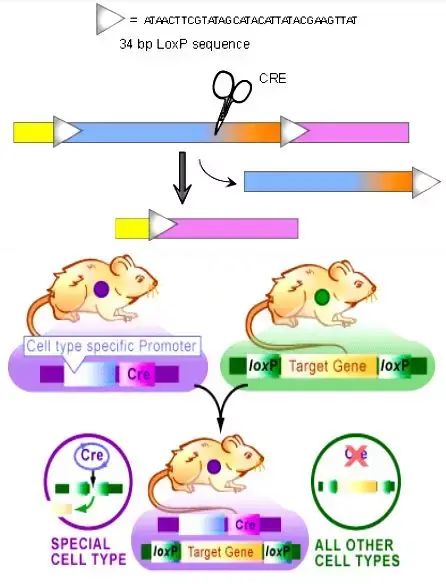 【干货】Cre-loxP重组酶系统介绍 - 知乎