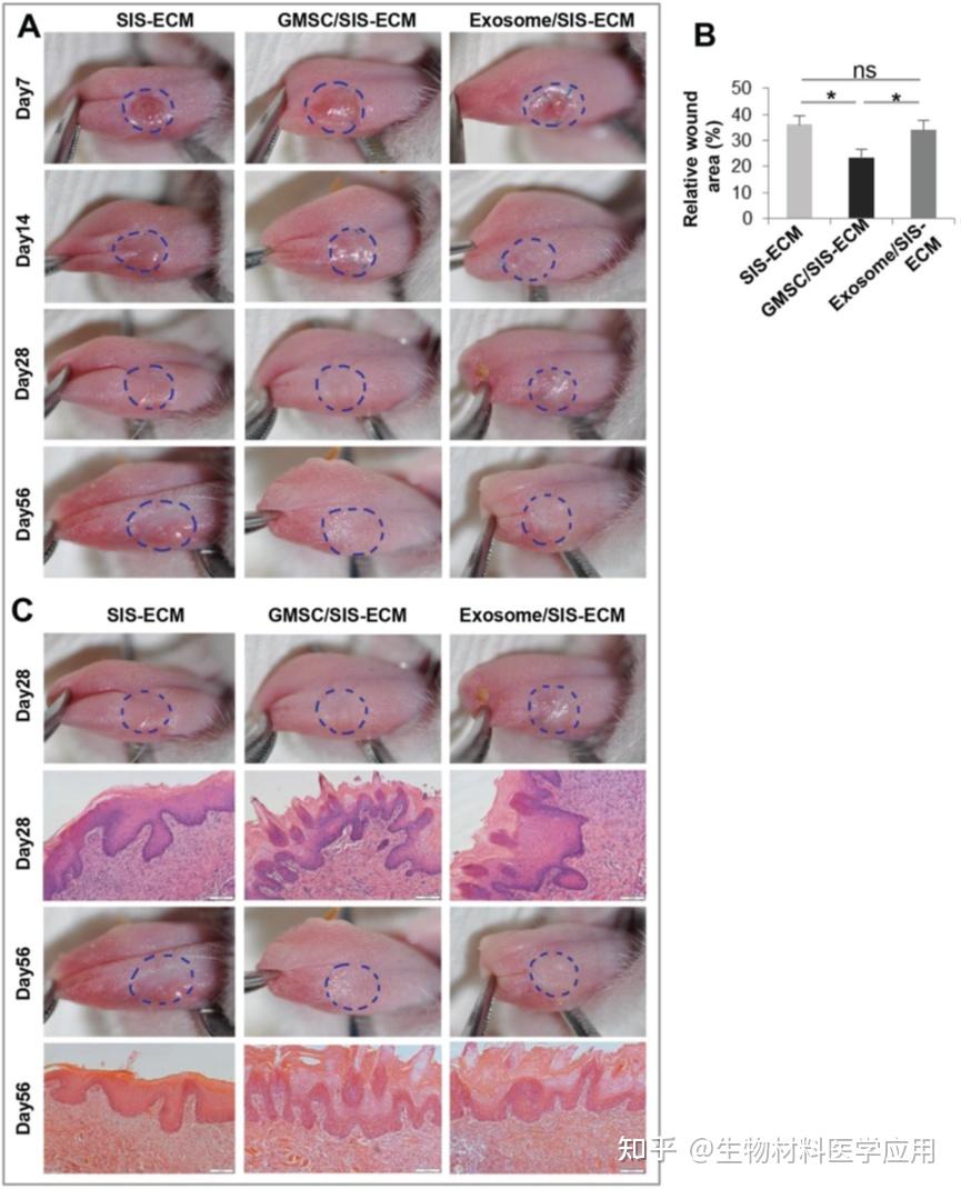 必看！最全SIS-dECM分享——搞懂脱细胞技术基础篇 - 知乎