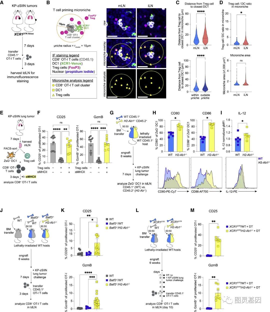 Immunity ｜ IFN-γ的组织特异性丰度驱动T细胞对肺癌的应答功能失调 - 知乎