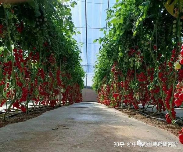 品质产量双提升!无土栽培西红柿种植要点分析 知乎
