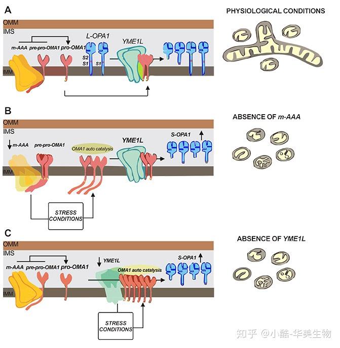 线粒体内膜蛋白OMA1 - 知乎