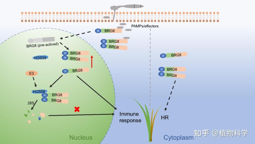 中国水稻研究所魏兴华团队揭示NLR免疫受体BRG8介导水稻抗病的分子机制 - 知乎