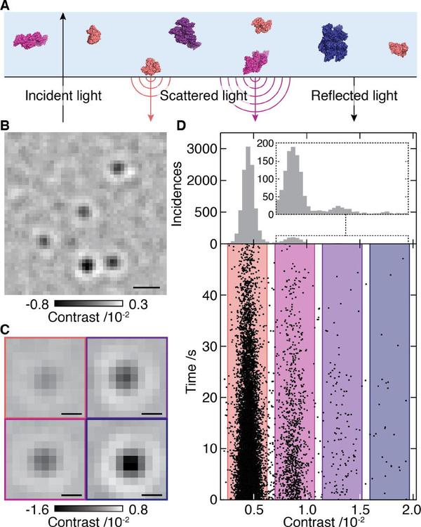 Mass Photometry：生物大分子质量测定 - 知乎