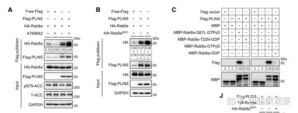 AMPK通过调节Rab8a-Plin5互作促进脂滴线粒体互作 - 知乎