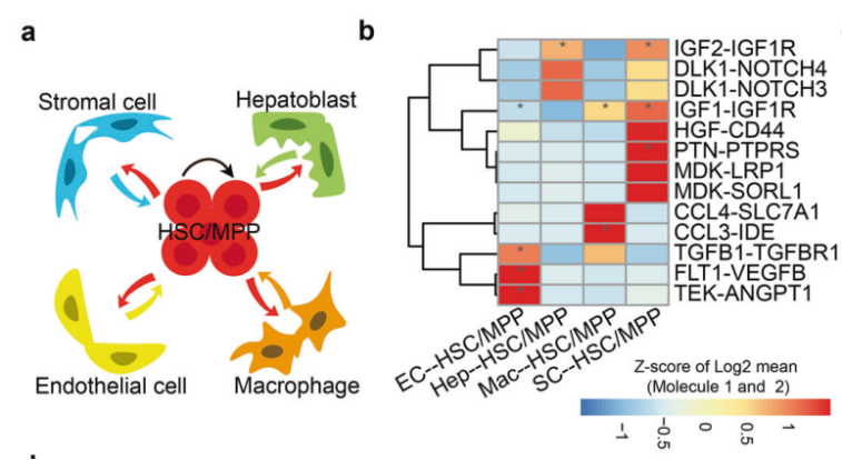 文献速递|首次发现了小鼠胎肝发育中造血干细胞和多能祖细胞扩增的基本功能单元，为造血干细胞的体外扩增提供了新的理论支持。 - 知乎