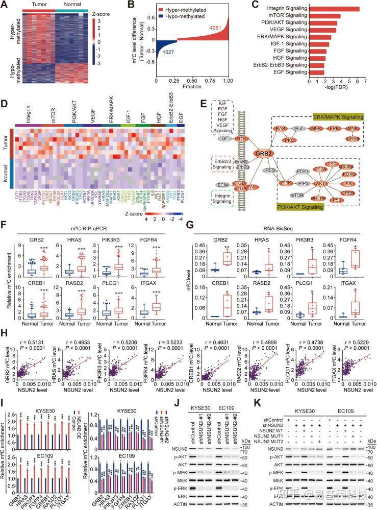 易基因｜NSUN2介导RNA m5C修饰促进食管鳞状细胞癌进展的表观调控机制 | 肿瘤研究 - 知乎