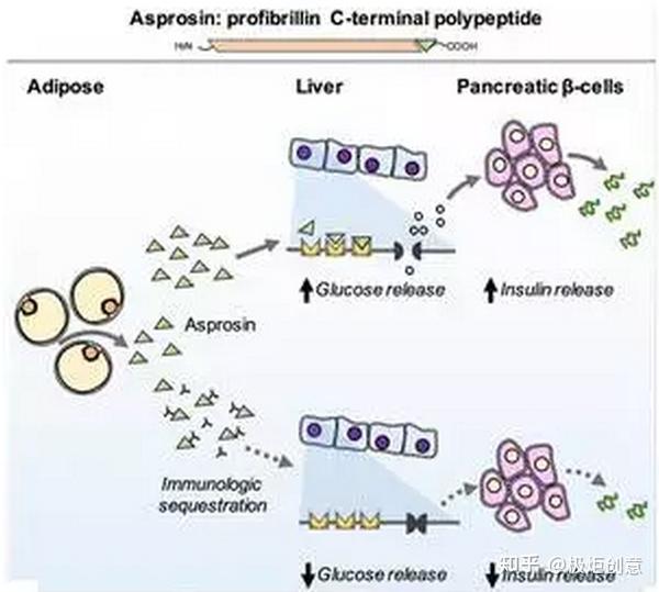Ptprd的发现为肥胖治疗提供新方法 - 知乎