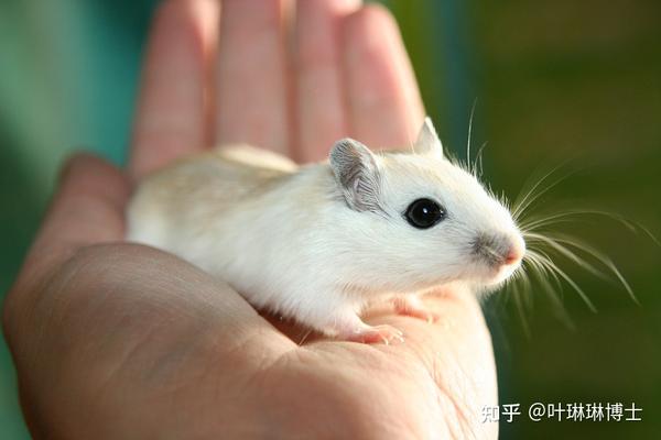 美白那些事儿丨曲酸的“起起落落” - 知乎