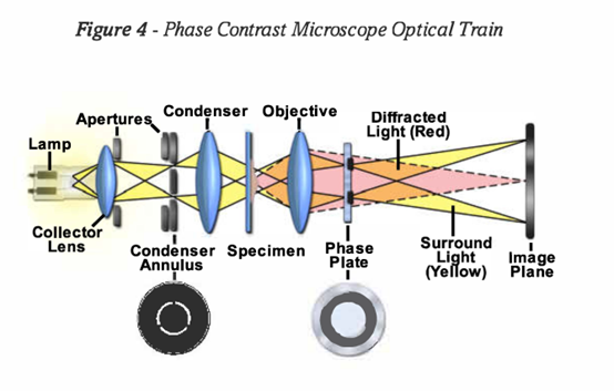 关于相衬显微镜？ - 知乎