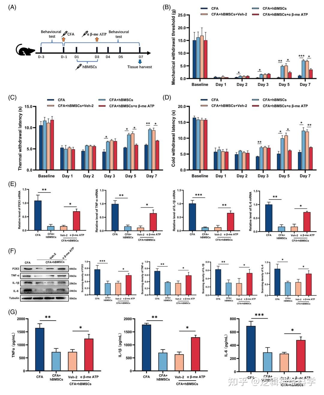 Cell Prolif︱中山大学李响/原冬冬团队合作揭示骨髓间充质干细胞治疗炎性疼痛的作用及机制 - 知乎