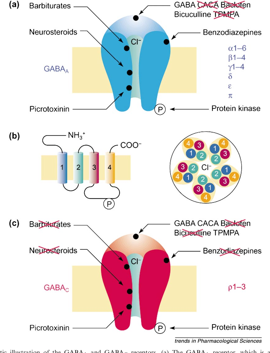 调节睡眠的成分：GABA、褪黑素和NMN - 知乎