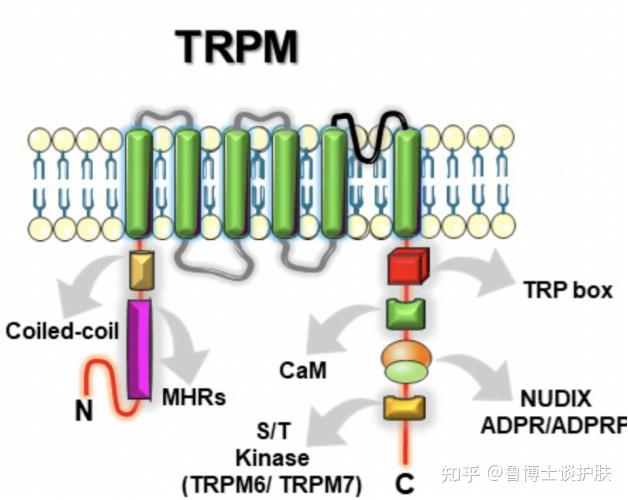 掌握敏感皮肤痒痛的开关--TRP家族蛋白（上） - 知乎