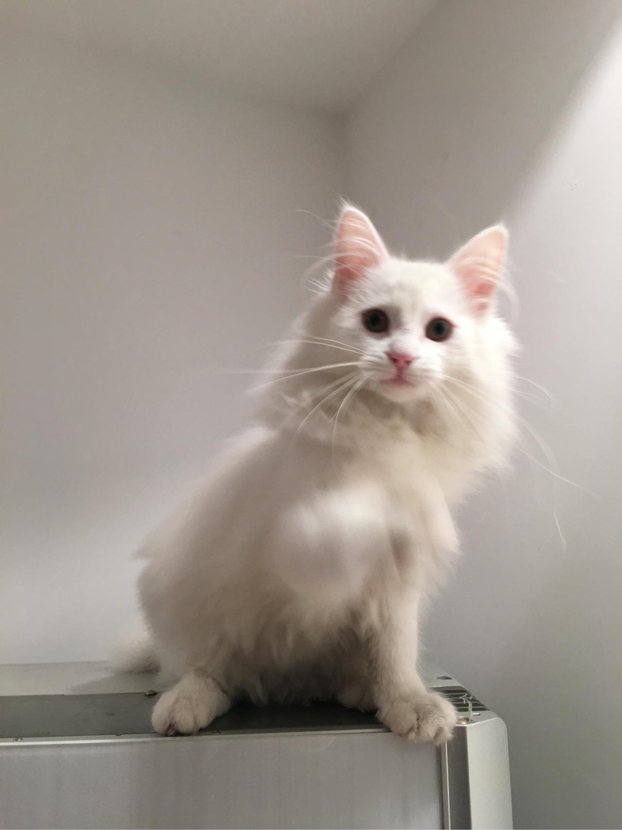 养挪威森林猫是一种怎样的体验？ - 知乎