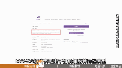 MOVAS细胞培养，小鼠主动脉平滑肌细胞培养攻略-丰晖生物 - 知乎