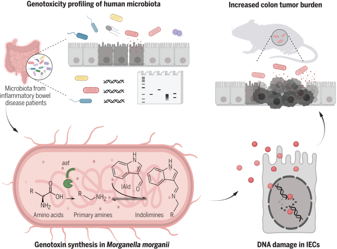 Science | 炎症性肠病患者的共生菌群产生遗传毒性代谢物 - 知乎