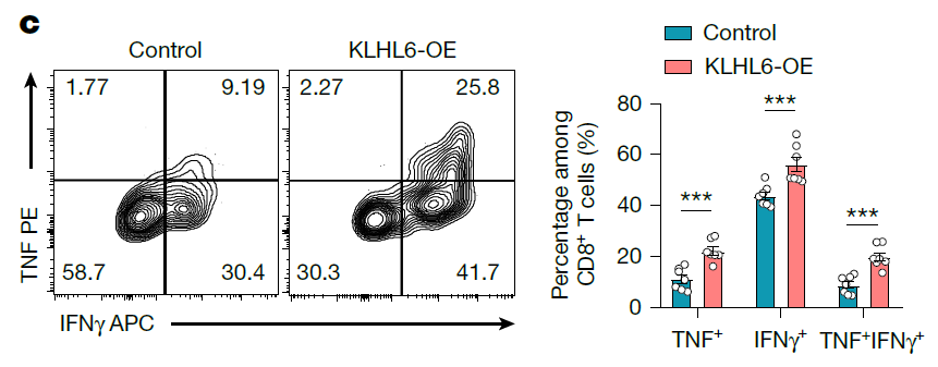 Nature：泛素连接酶KLHL6驱动对CD8⁺ T细胞功能障碍的抵抗 - 知乎