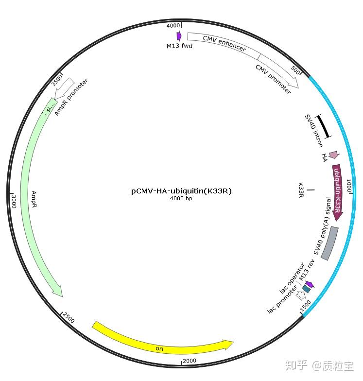 人源泛素化相关质粒 - 知乎