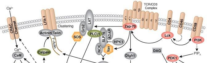 【CIS科研社】与学术巅峰对话：布朗分子生物系主任介绍淋巴细胞免疫功能研究 - 知乎