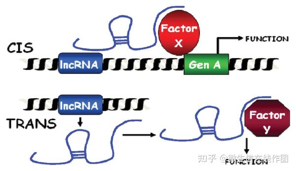 在线计算lncRNA-mRNA共表达相关系数，并使用cytoscape绘制共表达网络图 - 知乎