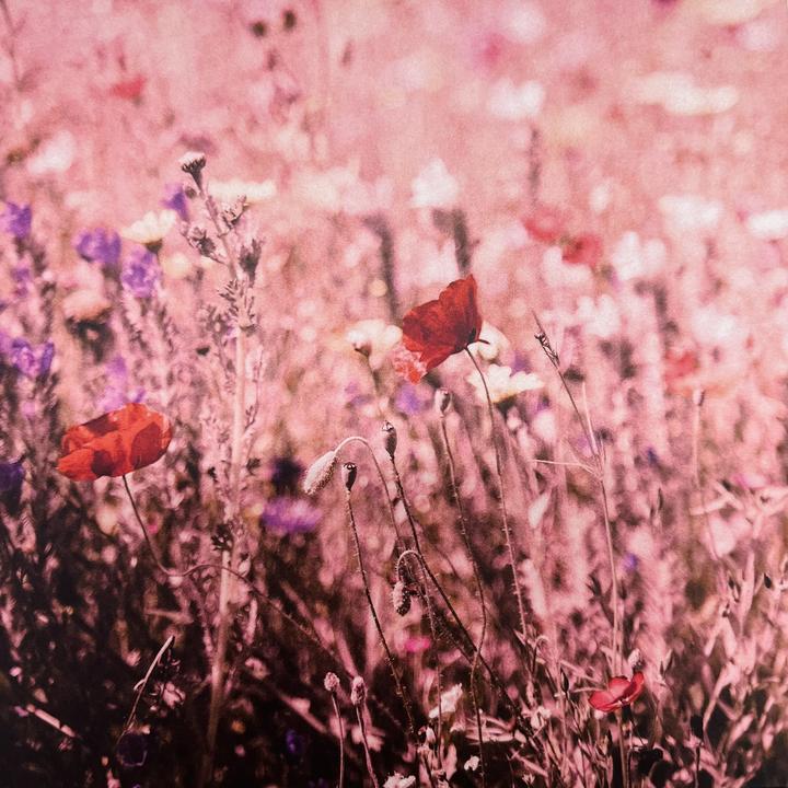 April Rain 新专发布，国内厂牌 Vrijheid Records 将发行实体 - 知乎