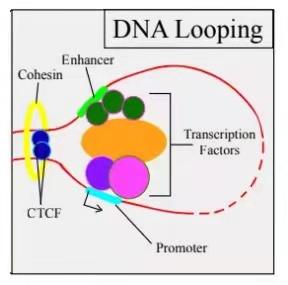 30+张图片！带你走进三维基因组（附一篇Cell经典案例精读） - 知乎
