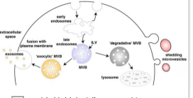 TEx-Cy5 荧光素Cy5修饰外泌体 - 知乎