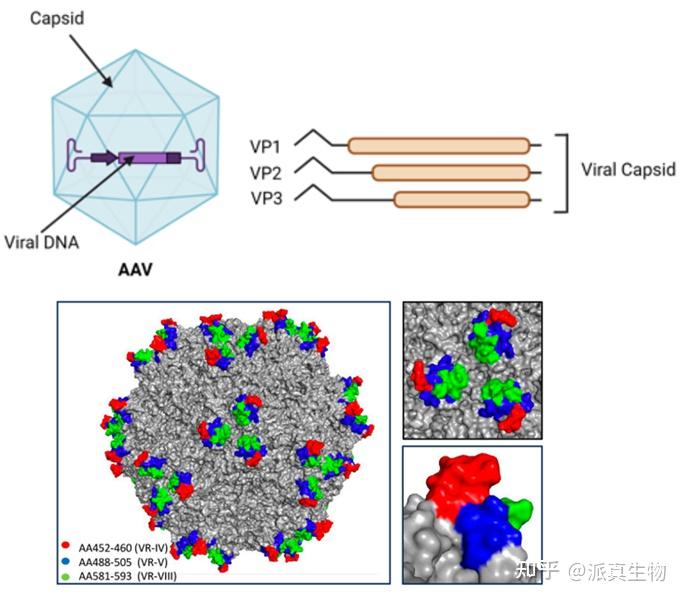 AAV载体进化简史（3）----衣壳工程与定向进化：解锁 AAV 精准递送的分子升级路径 - 知乎