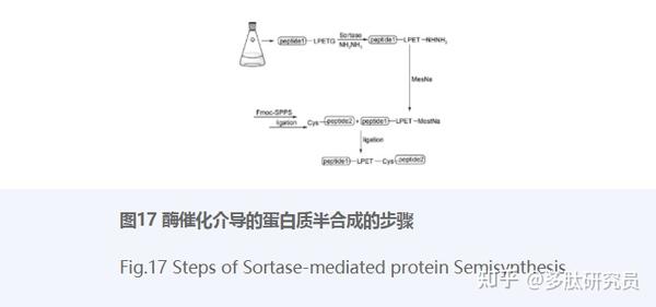 多肽及蛋白质的化学合成研究 - 知乎