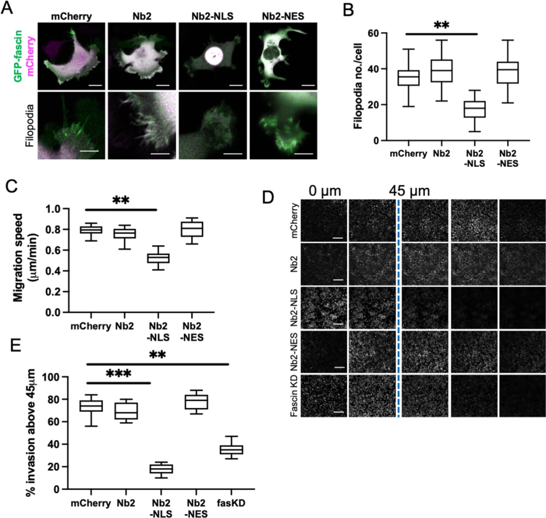 eLife | 肌动蛋白捆绑蛋白参与DNA损伤修复 - 知乎