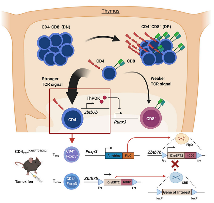 技术分享：谱系示踪CD4+常规T细胞的小鼠模型构建 - 知乎