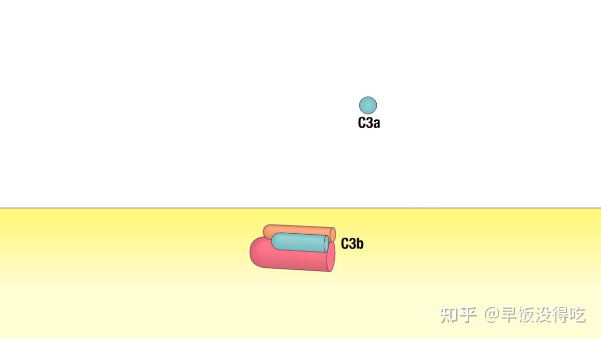 2.1 Complement System（补体系统） - 知乎