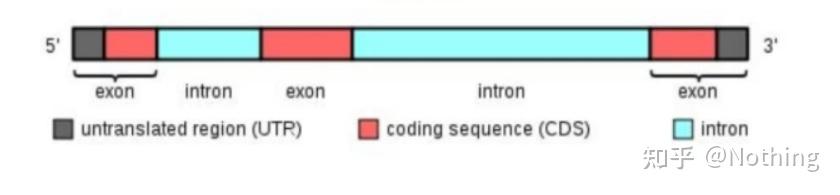 外显子、内含子、mRNA、CDS、ORF区别与联系 - 知乎