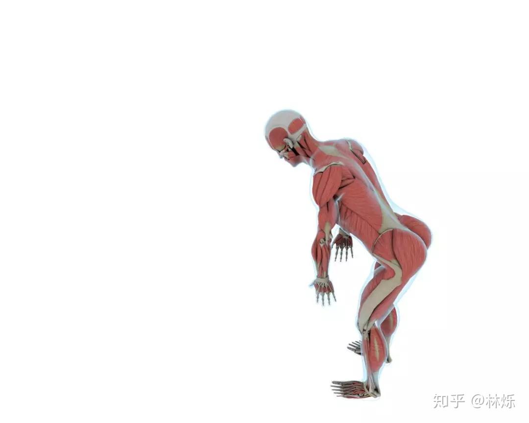 用YWTL来改善久坐或驼背所带来的问题 - 知乎