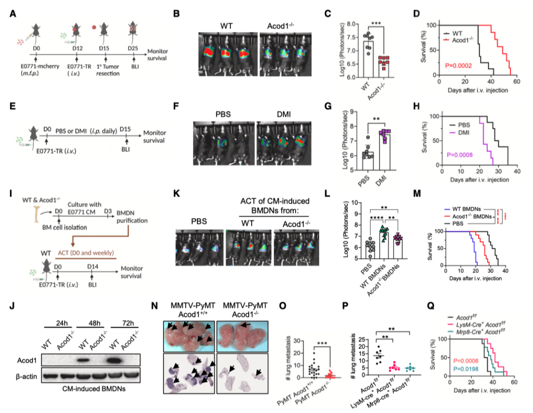 Cell Metabolism丨中性粒细胞通过ACOD1抵抗铁死亡并促进乳腺癌转移 - 知乎