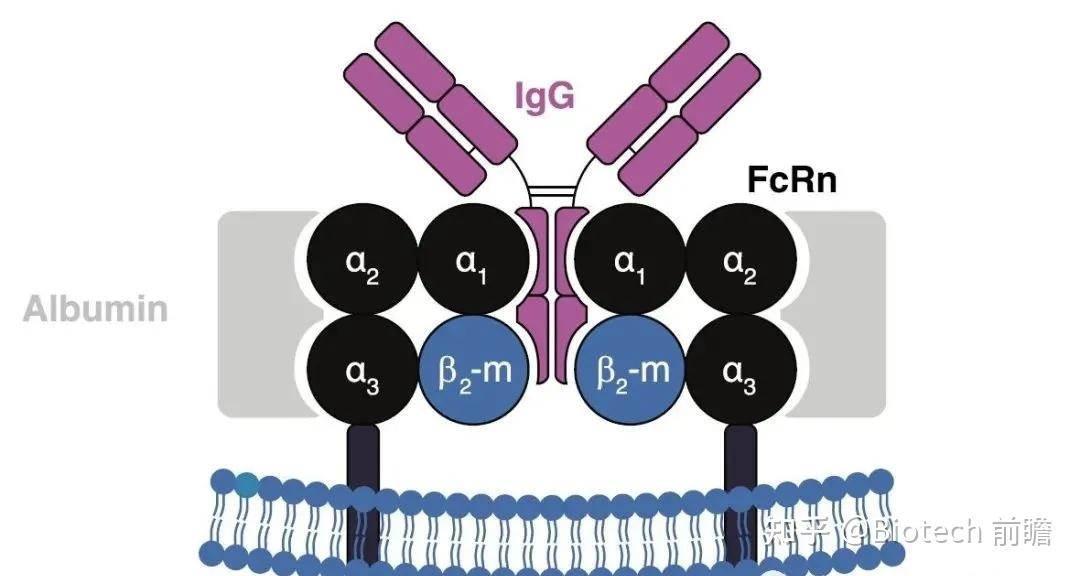 FcRn不仅与IgG抗体半衰期相关，与自身免疫疾病同样相关 - 知乎